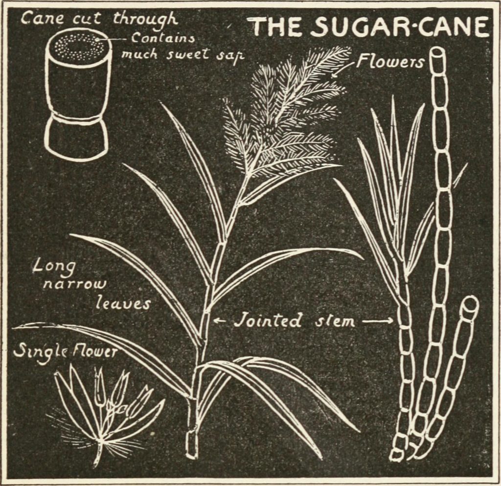 Sugar – The Caribbean Since Columbus