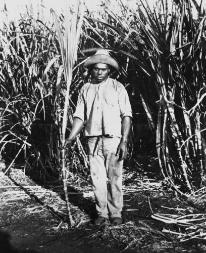 Sugar – The Caribbean Since Columbus
