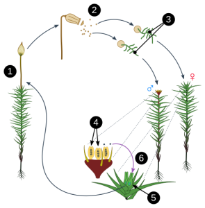 Week 6: Nonvascular Plants and Seedless Vascular Plants – General ...