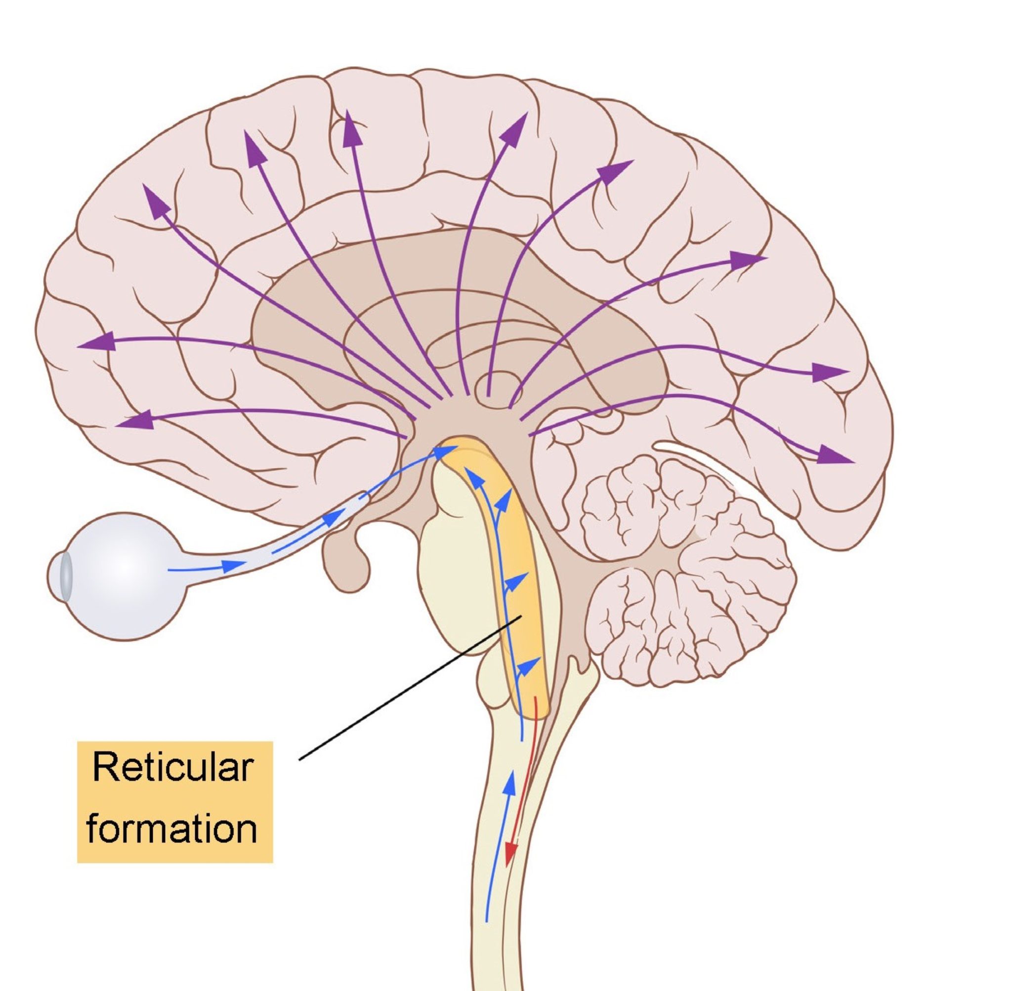 8.6: Brain structures involved in sleep – Brain and Behavior