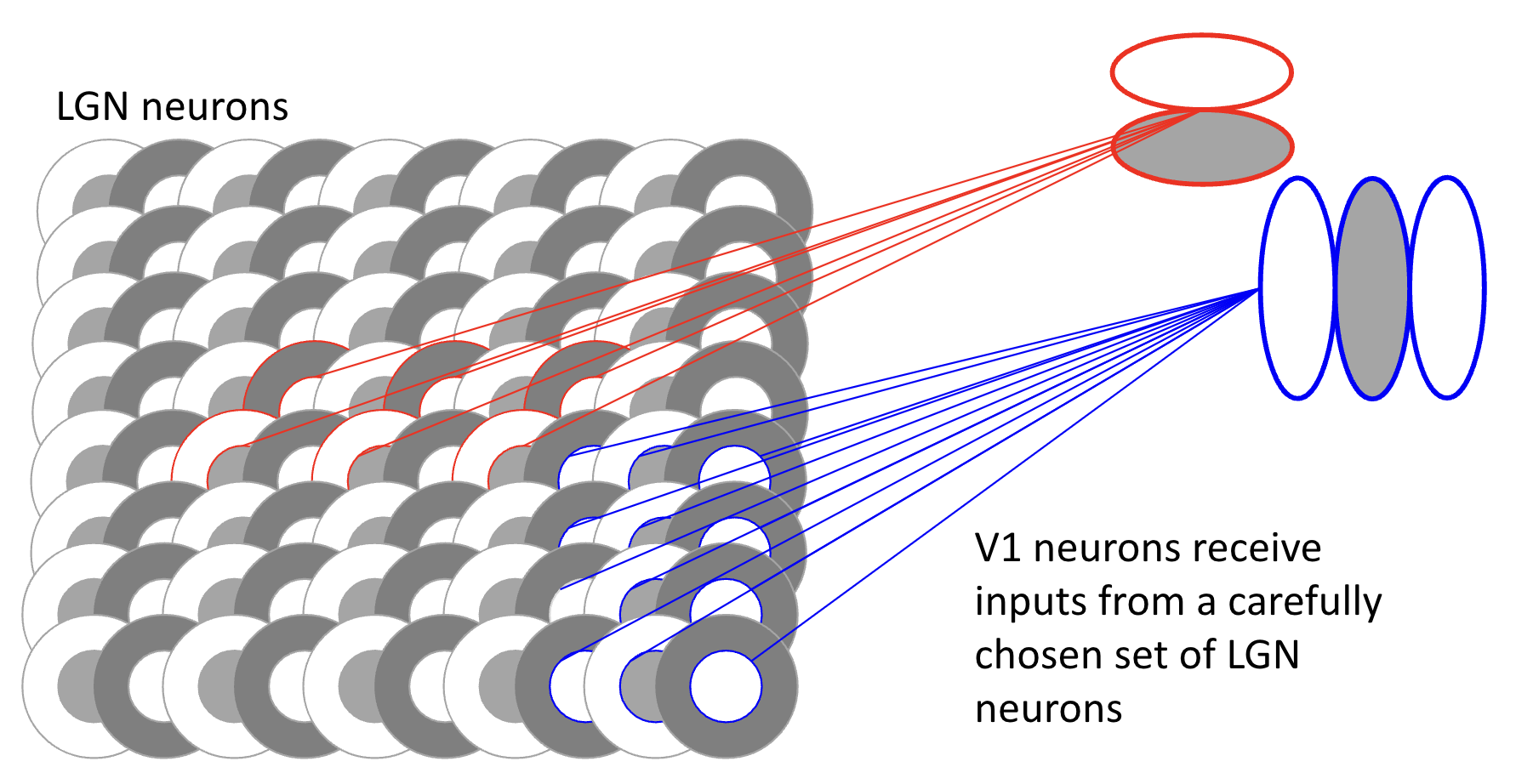 33 V1 Receptive Fields Sensation And Perception
